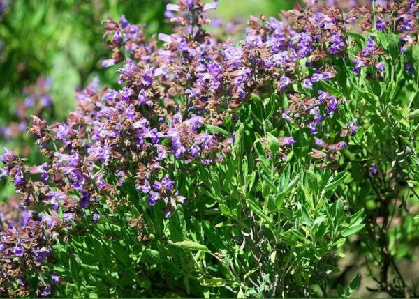 Cognivia - Gamerbulk - Learn more about the nootropic